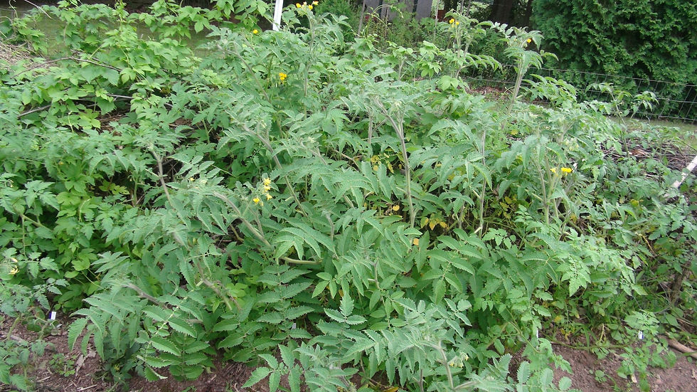 Wild Hairy Tomato Type 3 | hrseeds