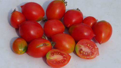 Piennolo del Vesuvio Tomato | hrseeds