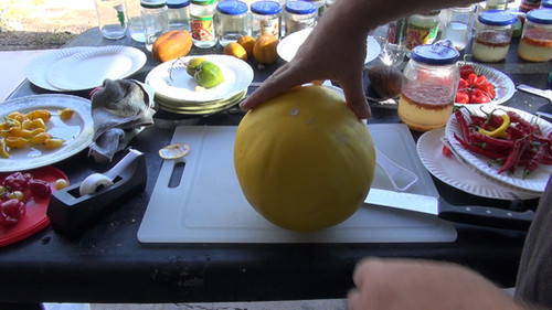 Golden Honeydew Melon | hrseeds