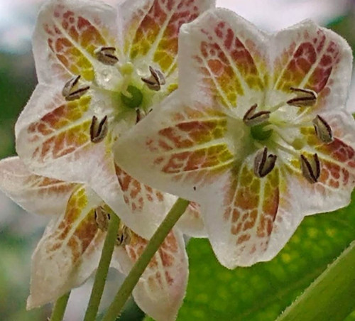 Capsicum Mirabile Wild Pepper | hrseeds