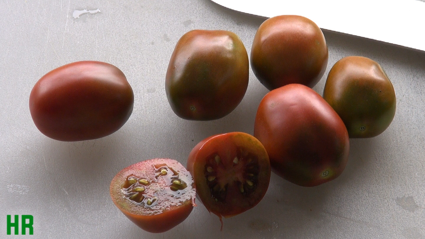 Russian Black Plum Tomato | HRSeeds