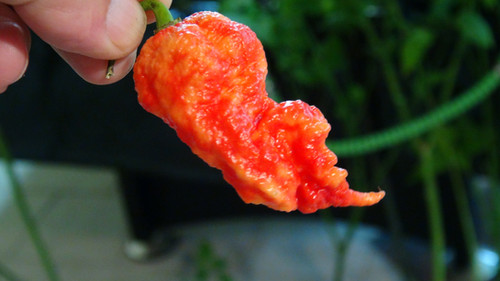 Primotalii Pepper | hrseeds