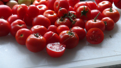 Totem Tomato (Dwarf) | hrseeds