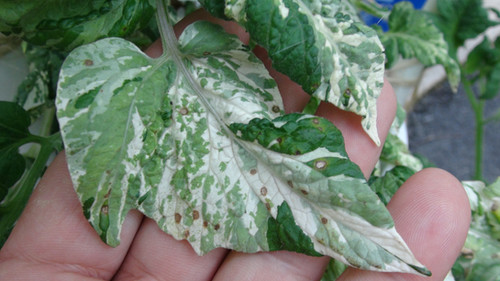 Dwarf Pico's Pride Tomato | hrseeds