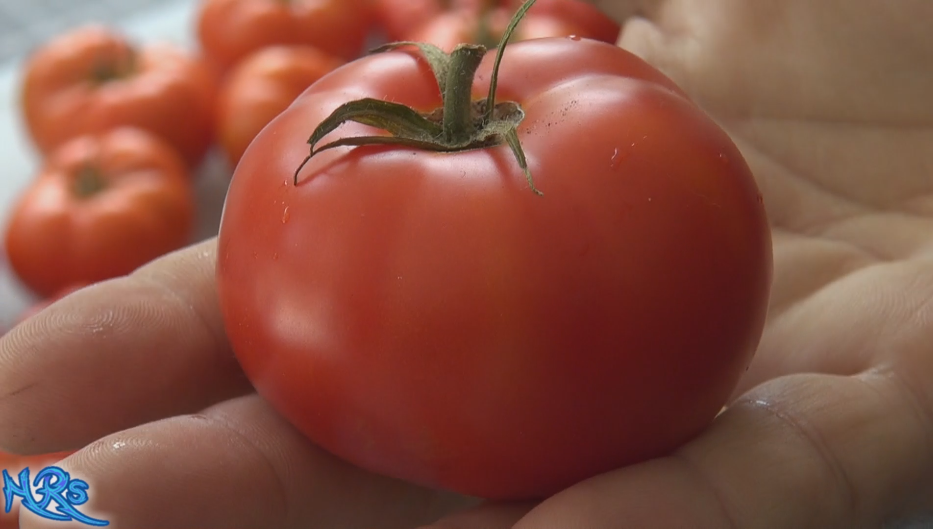 Glacier Tomato | HRSeeds