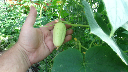 Miniature White Cucumber | hrseeds