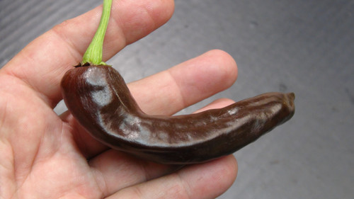 Vallero Pepper | HRSeeds