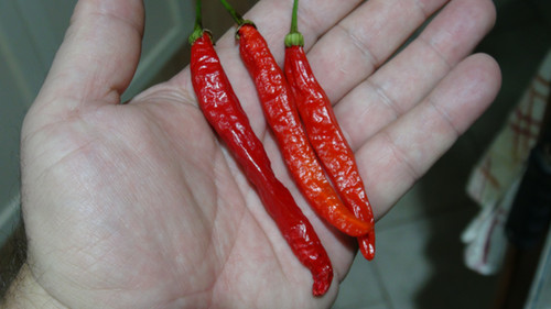 Tehrani Pepper | hrseeds