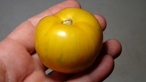 Butter Apple Tomato | HRSeeds