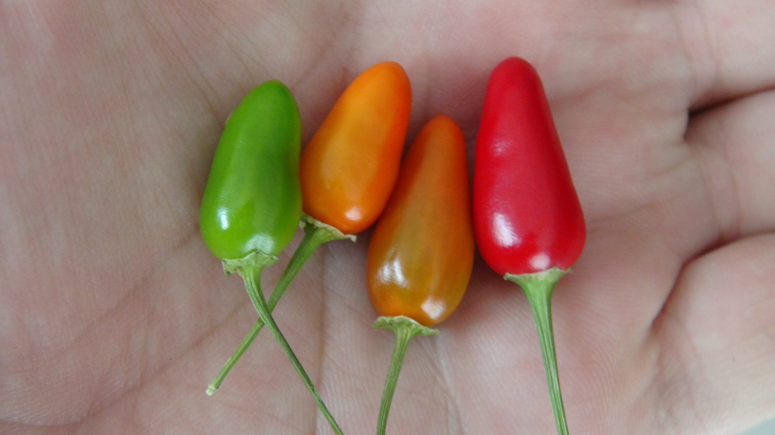 Mini Red Pepper | HRSeeds