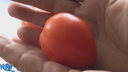 Rio Grande Tomato | HRSeeds