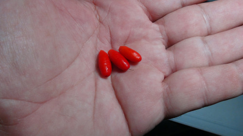 CAP 524 Pepper | HRSeeds