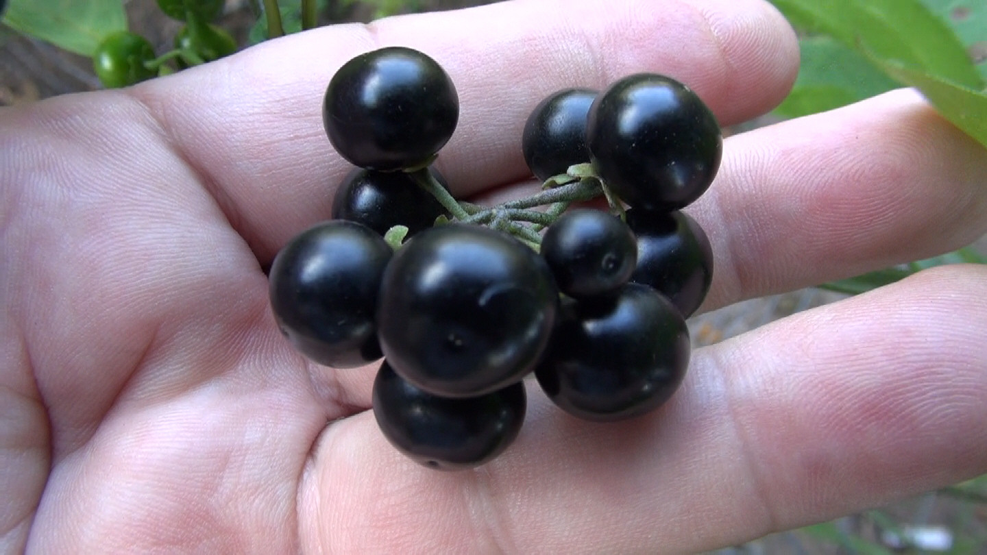 Garden Huckleberry | HRSeeds