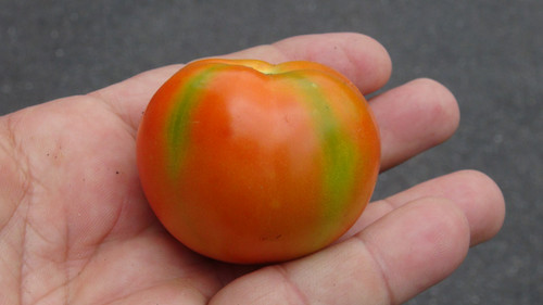Sweet Seedless Tomato | hrseeds