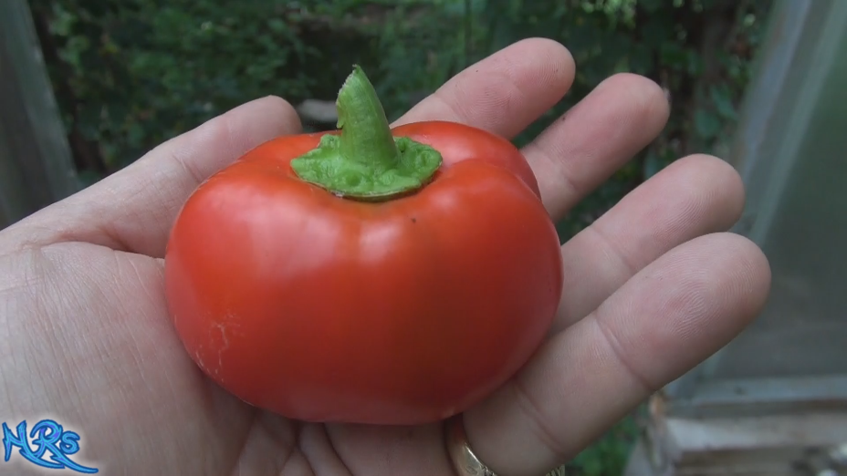 Topepo Rosso Pepper | HRSeeds