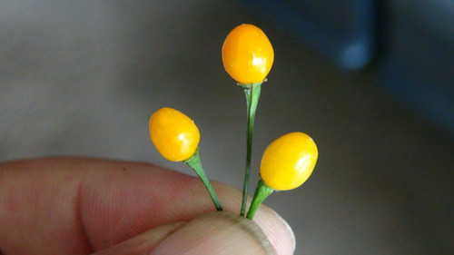 CGN 24360 BB Habanero Pepper | hrseeds