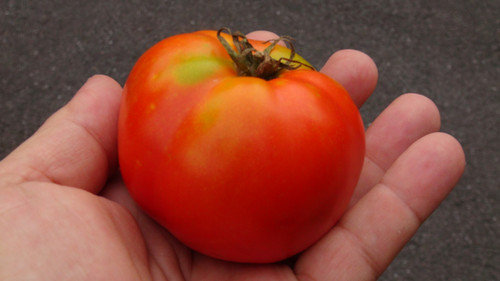 Celebration Tomato | HRSeeds