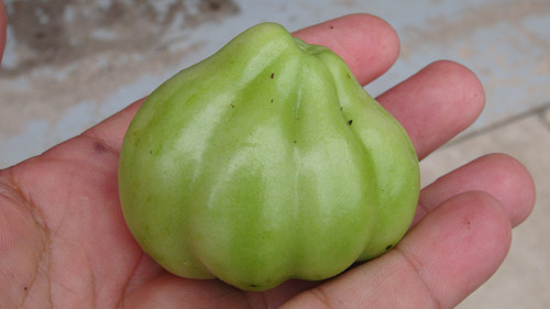 Original Pear Tomato | hrseeds