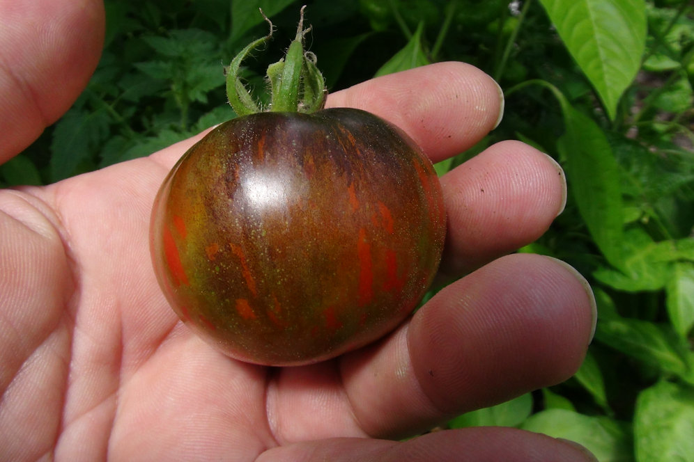 Cosmic Eclipse Tomato | HRSeeds