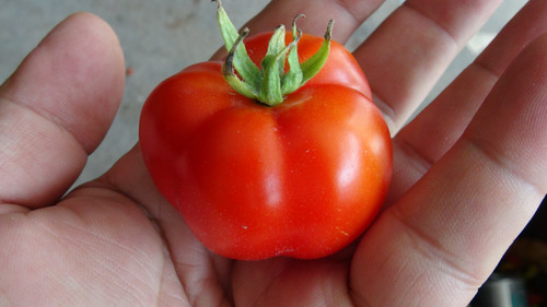 Santiago Tomato | hrseeds