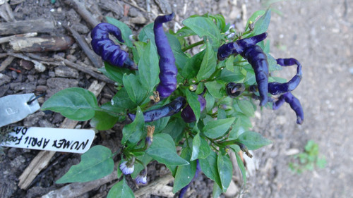 NuMex April Fool's Day Pepper | hrseeds