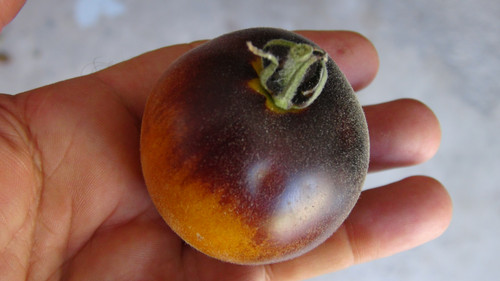 Woolly Kate Yellow Tomato | hrseeds