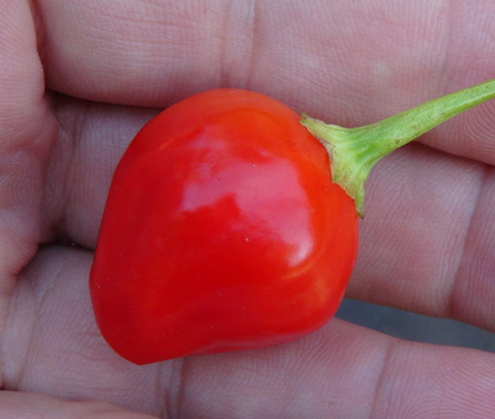Inca Berry Pepper | HRSeeds