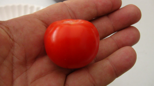 Apparently Invisible Tomato | hrseeds