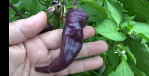 Purple Cayenne Pepper | hrseeds