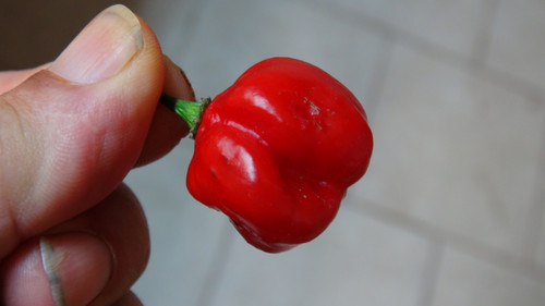 Red Habanero Pepper 99 Cent | HRSeeds