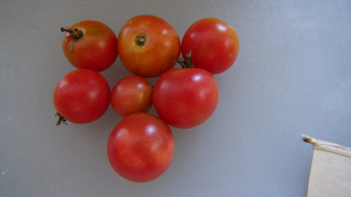 Fruit Punch Tomato | HRSeeds