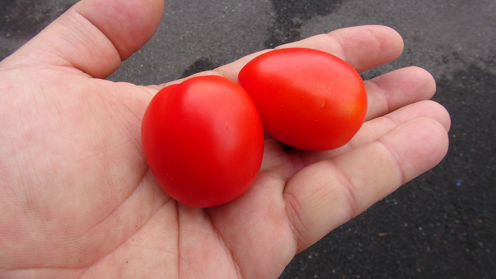 Russian Tomatoes | hrseeds