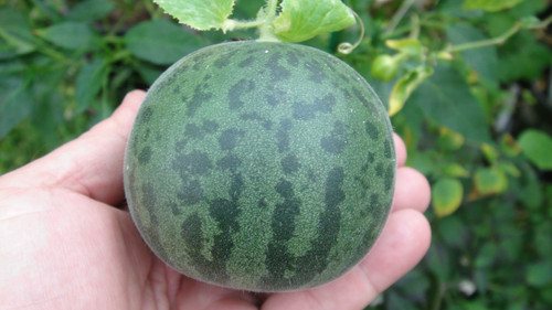Tiger Melon | hrseeds