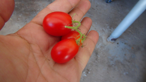 Piccolo Tomato | hrseeds