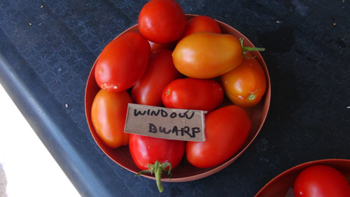 Window Box Roma Tomato | hrseeds