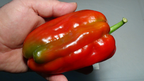 Al-Bab Pepper | HRSeeds