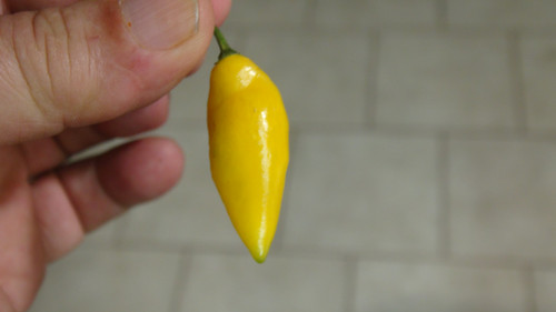 Beni Highlands Pepper | hrseeds