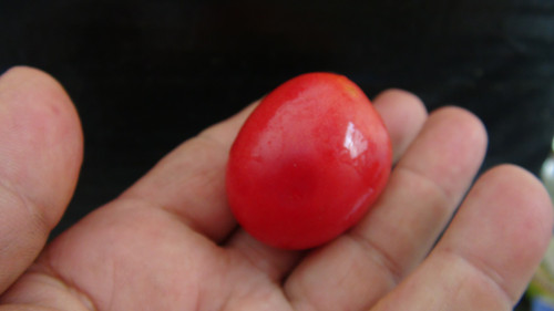 Pachino Tomato | hrseeds