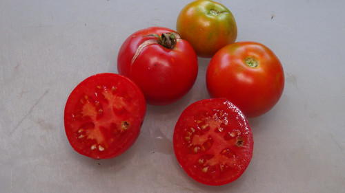 Atkinson Tomato | hrseeds