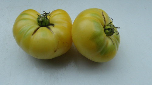 Dwarf CC McGee Tomato | hrseeds