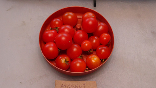 Vilma Tomato | hrseeds