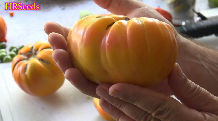 Virginia Sweet Tomato | hrseeds