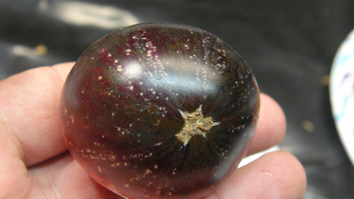 Dwarf Lightning Tomato | hrseeds