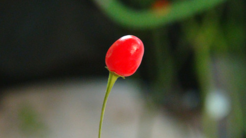 O'odham Chiltepin Pepper | hrseeds