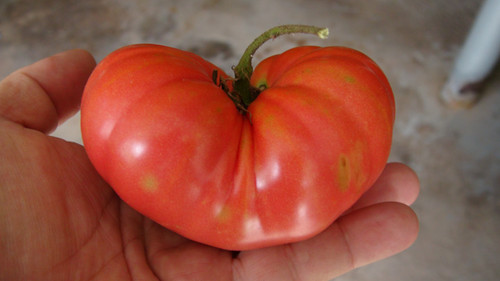 Pink Brandywine Tomato | hrseeds