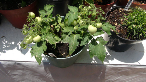 Micro Tom Tomato Original | hrseeds