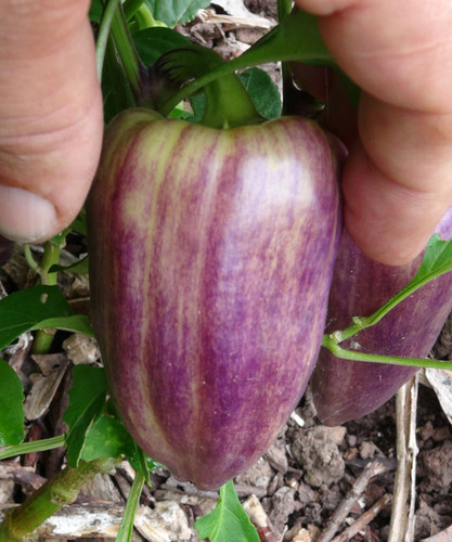 Violet Sparkle Pepper | hrseeds