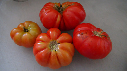 Petrillo Tomato | hrseeds