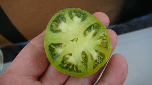 Irish Liqueur Tomato | hrseeds