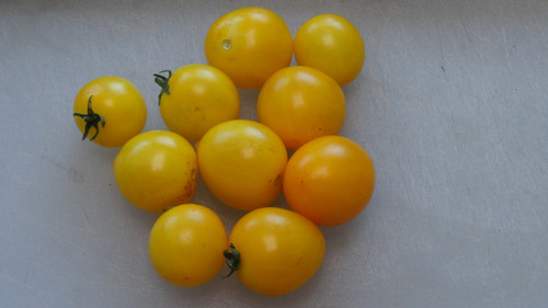 Aztek Tomato | hrseeds
